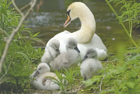 Revised master plan would see some swans remain at Harrison Park ...