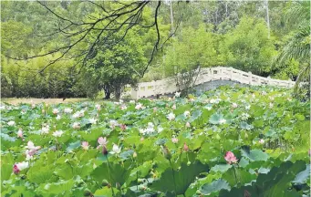 Paisaje primaveral en el Parque Ñu Guasu por colorida eclosión de loto ...