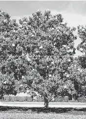 These are the best small trees for North Texas landscapes - PressReader