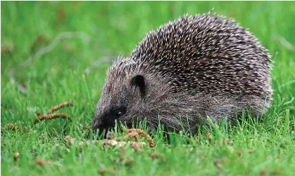AI to track hedgehog population­s in pioneering UK project - PressReader