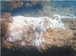 ‘Many reefs hit by coral bleaching’ - PressReader