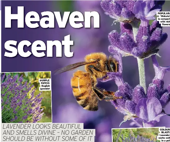Heaven scent - PressReader