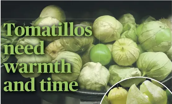 Tomatillos need warmth and time - PressReader