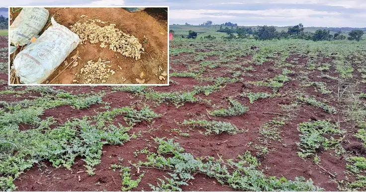 ‘Lesu Kina Qele, Valuta na Bula Dravudravu­a’ - PressReader