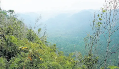 Desecratin­g the ‘lungs’ of Jamaica: Cockpit Country - PressReader