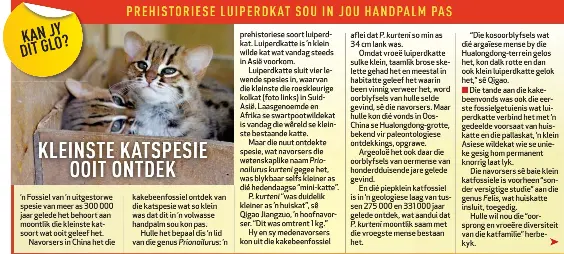 KLEINSTE KATSPESIE OOIT ONTDEK - PressReader