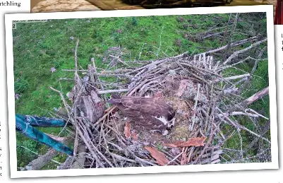 Tweed Valley Osprey Project - PressReader