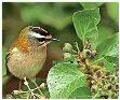 SPOTLIGHT ON... Bird-friendly gardening - PressReader