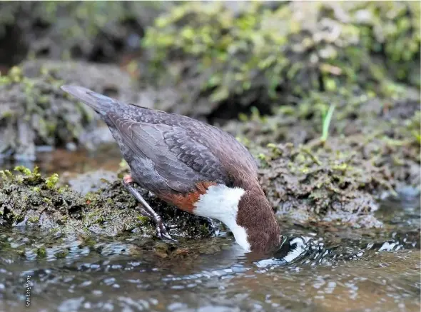 Don’t dip on DIPPERS - PressReader