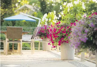 Backyard mini-makeovers - PressReader