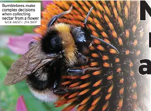 Nectar foraging is not all sweetness and flight for bees - PressReader