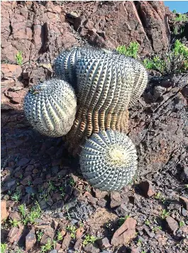 Cacti, elephants and giant lizards among species facing extinction ...