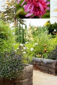 cutting garden - PressReader