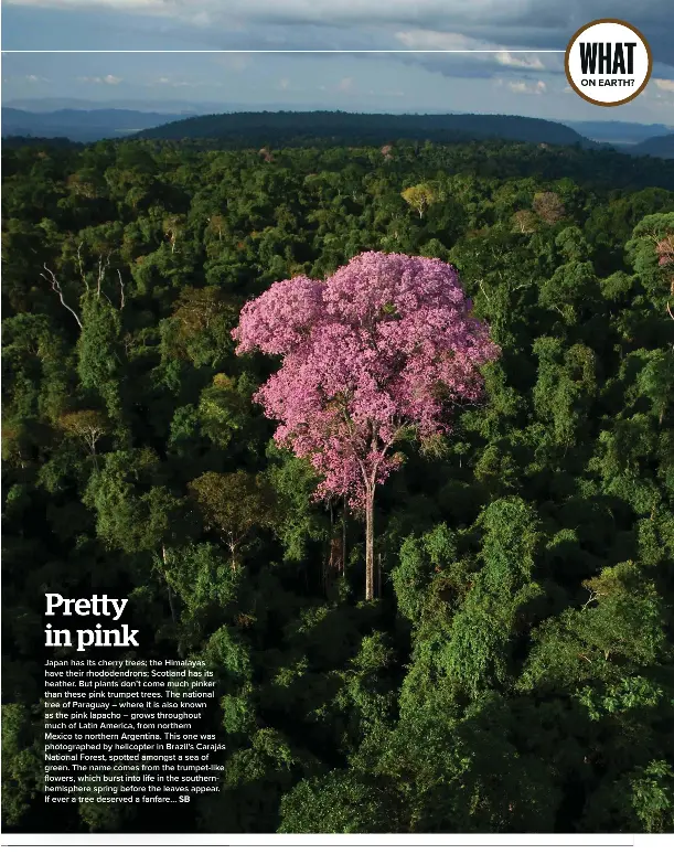 Pretty in pink - PressReader