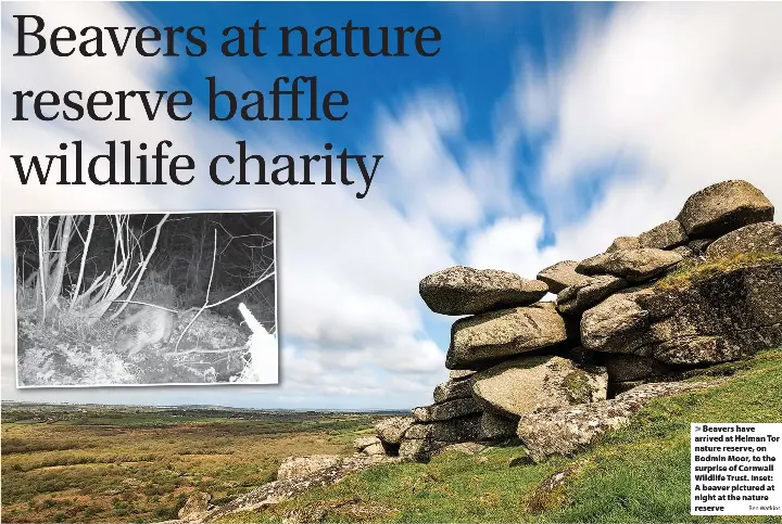 Beavers at nature reserve baffle wildlife charity - PressReader