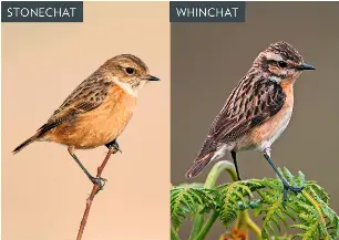 TELLING THEM APART: STONECHAT AND WHINCHAT - PressReader