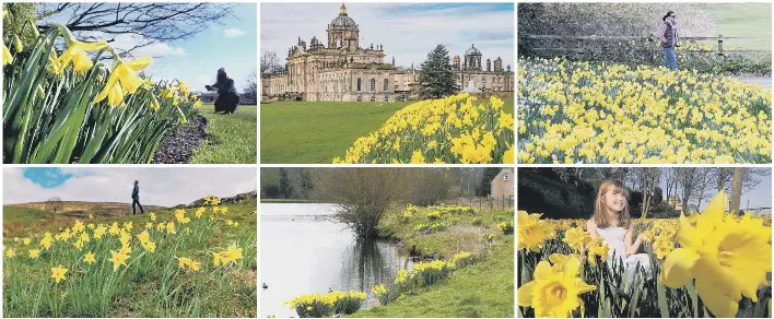 Daffodils ... poetry in motion! - PressReader