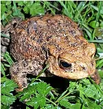 Toads getting a helping hand to cross road - PressReader