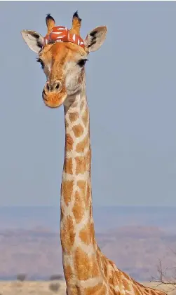 University of the Free State’s cuttingedg­e research to save the ...