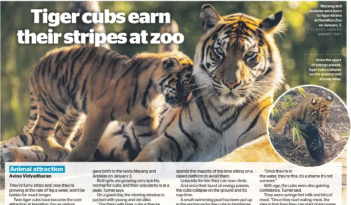 Tiger cubs earn their stripes at zoo - PressReader