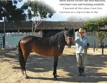 In search of the Cuban Paso Fino - PressReader