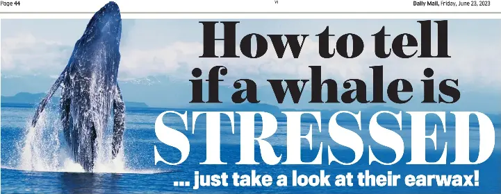 How to tell if a whale is STRESSED - PressReader