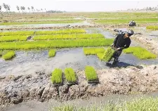Iraq resumes rice cultivatio­n with new climate-friendly strain ...