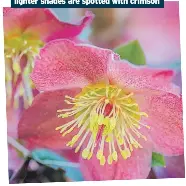 HELLES BELLES - PressReader