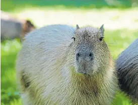 Cómo reaccionar ante la presencia de fauna local - PressReader