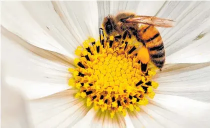 Bee-sybodies needed to spread news - PressReader