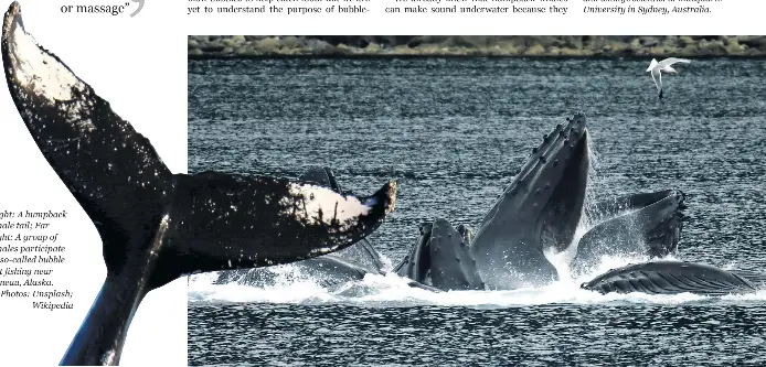 Whale of a time for scientists - PressReader