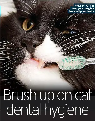 Brush up on cat dental hygiene - PressReader