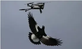 Australia’s magpie swooping season is here – but they aren’t the only ...