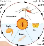Muskiete se onmisbare rol in die ekostelsel - PressReader