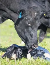 Dairy calf rearing methods researched - PressReader