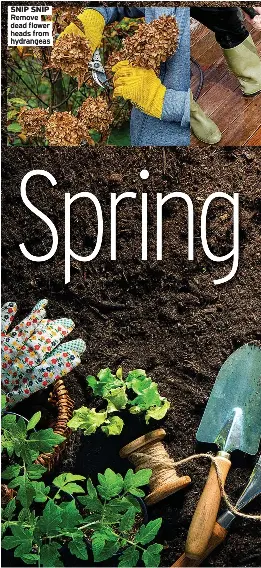 Spring Awakening... - PressReader