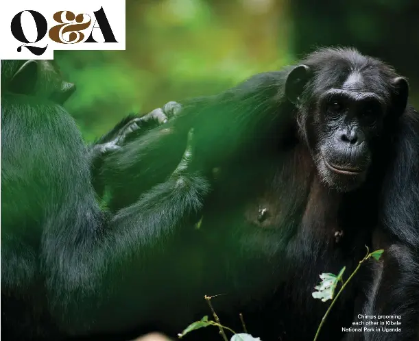 Do chimps ‘talk’ with their hands? - PressReader
