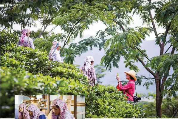 Tea is an affordable luxury - PressReader