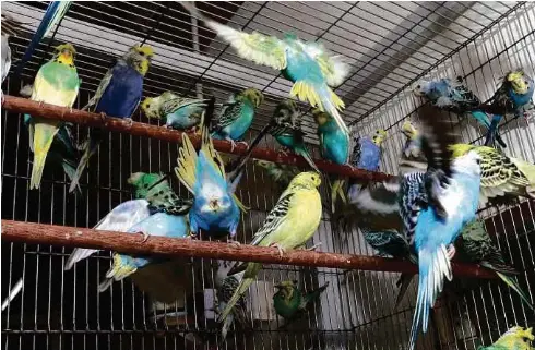 Fakta mengenai burung baji - PressReader