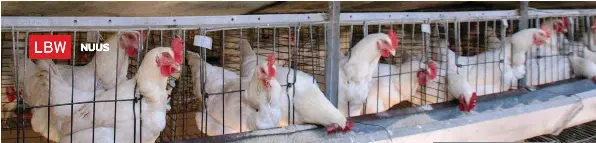 BOERE DIE HOENDERS IN OOR DUUR MIS - PressReader