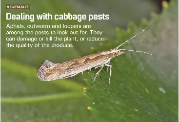 Dealing with cabbage pests - PressReader