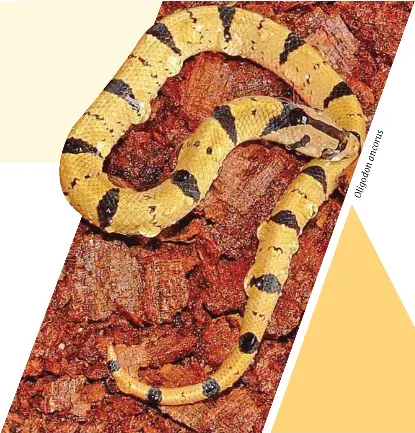 MANILA’S HISTORICAL SNAKE SPECIES - PressReader
