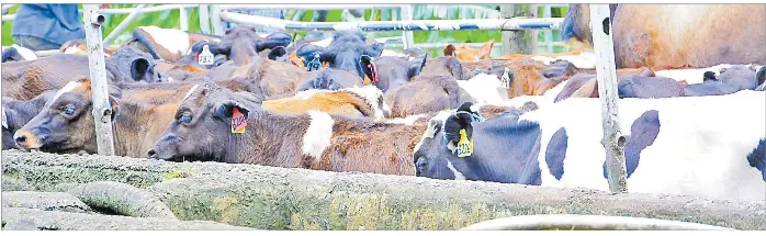 Cattle farming in Fiji - PressReader