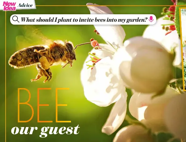 BEE our guest - PressReader