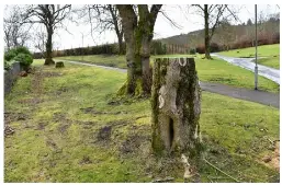 Tree-mendous threat - PressReader