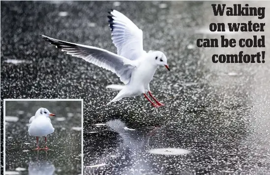 Walking on water can be cold comfort! - PressReader