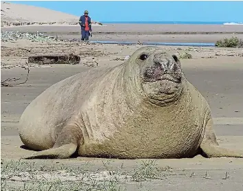 Ralph, the social media star - PressReader