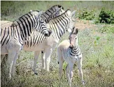 Vergelegen estate celebrates birth of rare baby quagga - PressReader
