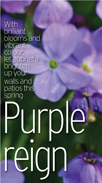 Purple reign - PressReader