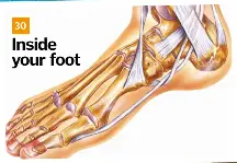 Inside your foot - PressReader